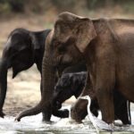 Yala safari Tours Morning /Afternoon /Fullday - An In-Depth Look at the Yala Safari Experience