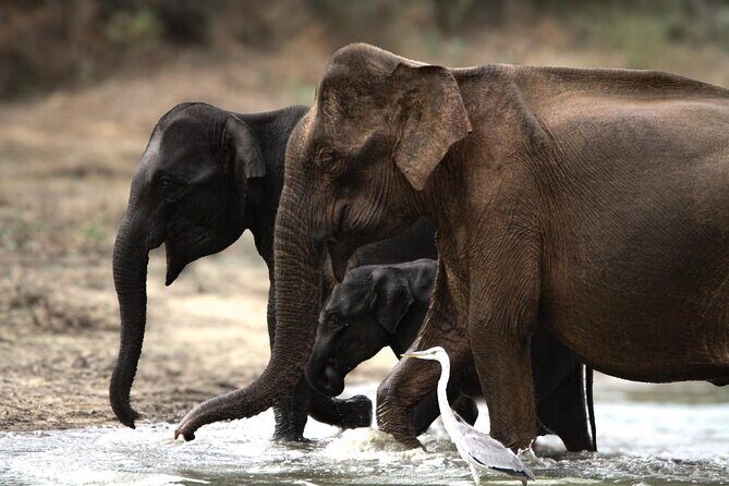 Yala safari Tours Morning /Afternoon /Fullday - An In-Depth Look at the Yala Safari Experience