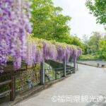 Yanagawa Great Wisteria and Traditional Canal Boat Experience - Practical Considerations: What You Need to Know