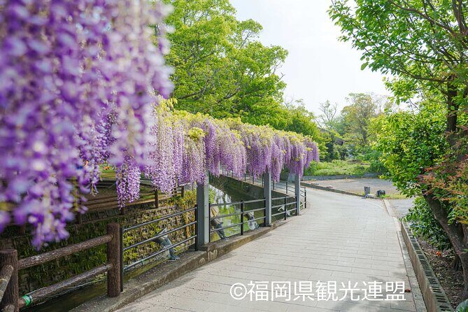 Yanagawa Great Wisteria and Traditional Canal Boat Experience - Practical Considerations: What You Need to Know