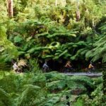 Yarra Valley Redwood Forest Mountain Bike Adventure - The Experience of Others