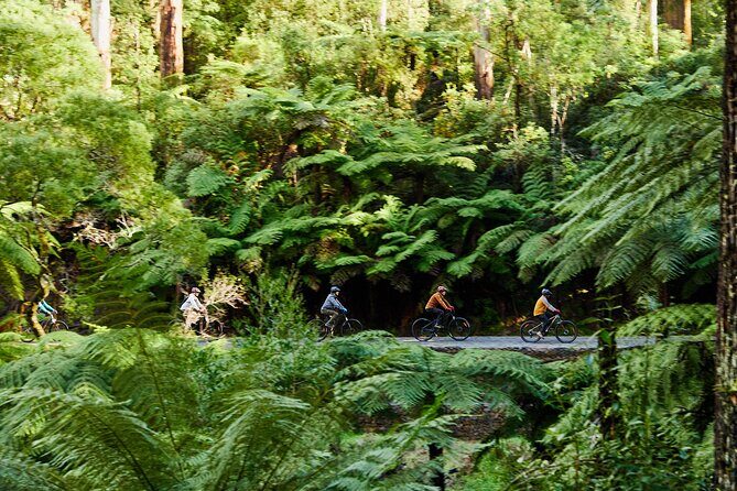 Yarra Valley Redwood Forest Mountain Bike Adventure - The Experience of Others