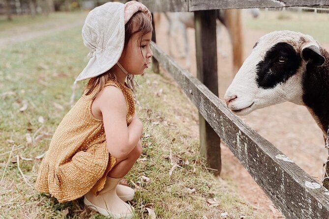 Yarramalong Valley Horse Farm Tours - Who Will Enjoy Yarramalong Valley Horse Farm Tours?