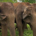 04 Hours Safari Jeep Tours - Who Is This Tour Best For?