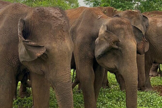 04 Hours Safari Jeep Tours - Who Is This Tour Best For?