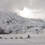 1.5 Hr - Winter Dog Sledding in Knik, Alaska - Why This Tour Is Worth Considering