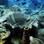 1-Day Adventure in Diving - The Value of the Experience