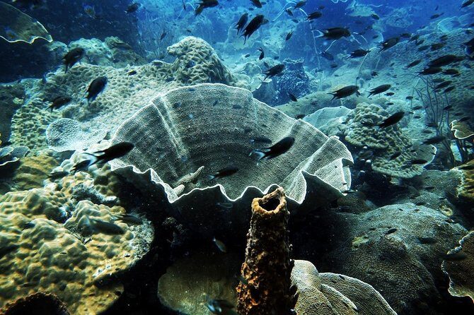 1-Day Adventure in Diving - The Value of the Experience