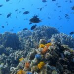 1-Day Discover Scuba Diving for Beginners in Koh Tao - Real Traveler Insights