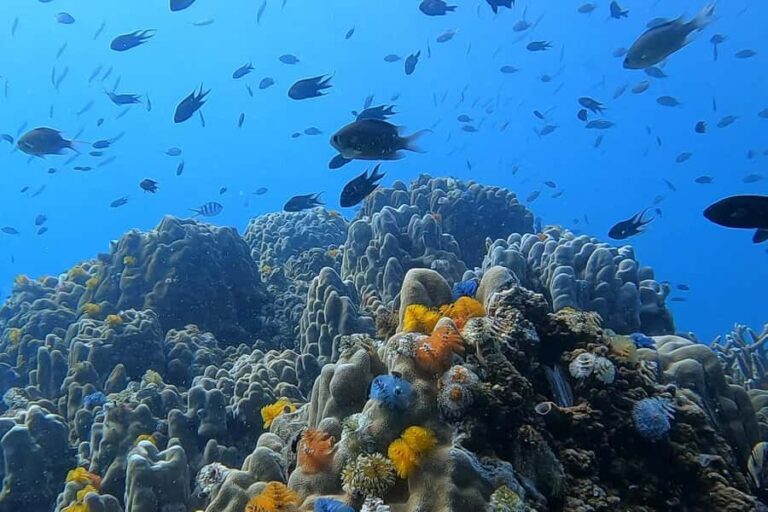 1-Day Discover Scuba Diving for Beginners in Koh Tao - Real Traveler Insights