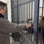 1-Day Dujiangyan Tour: Panda Volunteer Program and Mount Qingcheng - Authentic Experiences and Additional Insights