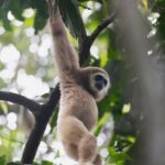 1 Day Ethical Jungle Trek in Bukit Lawang at Sumatra - Why the Price Is Actually a Good Deal