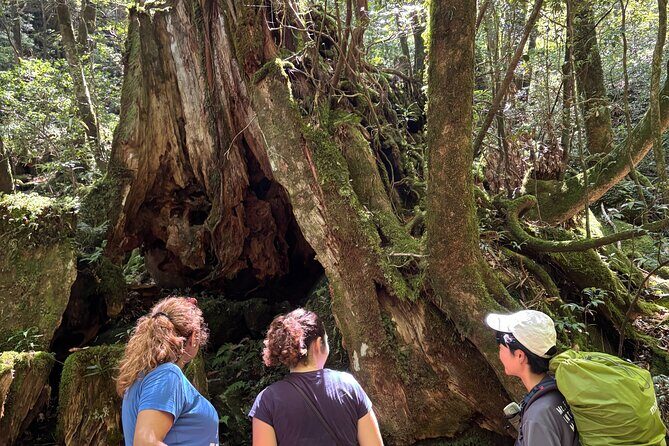 1 Day Shiratani Unsuikyo Adventure - Does It Offer Good Value?