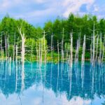 1 Day Tour from Sapporo Blue Pond and Hills of Seasonal Colors - The Logistics: What Does the Day Look Like?