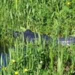 1 Hour Airboat Everglade Tour - What to Expect: The Heart of the Experience