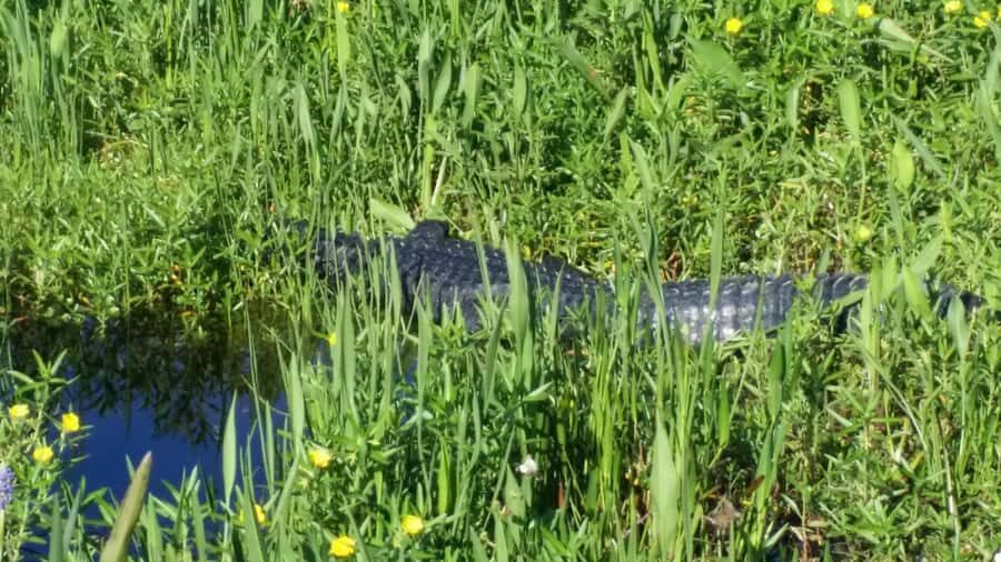 1 Hour Airboat Everglade Tour - What to Expect: The Heart of the Experience