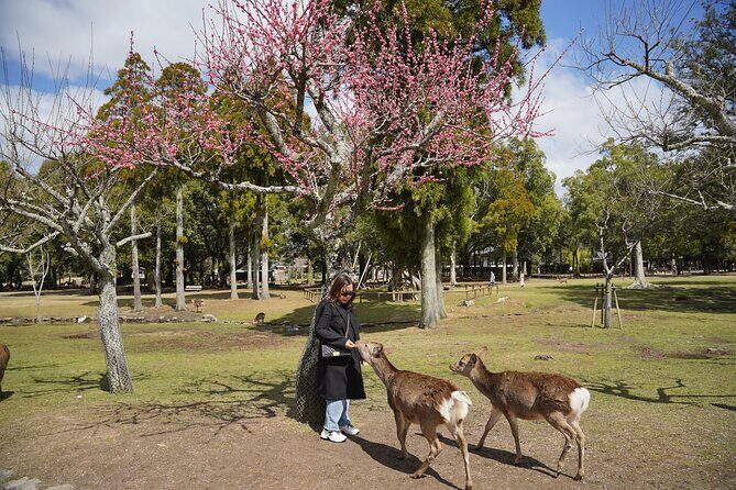 1 Hour Private Photoshoot in Nara - Final Thoughts