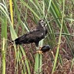 1 Hour Sunset Airboat Tour - The Breakdown: What to Expect