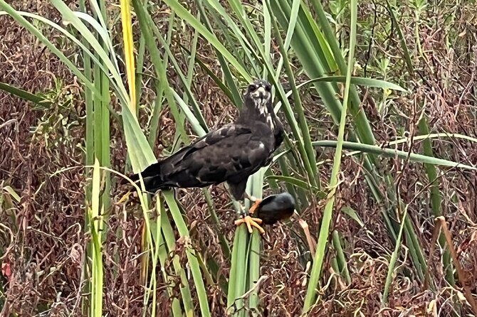 1 Hour Sunset Airboat Tour - The Breakdown: What to Expect