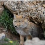 10 Day China Wildlife Expedition Tibetan Plateau and Snow Leopard - What We Loved About the Experience