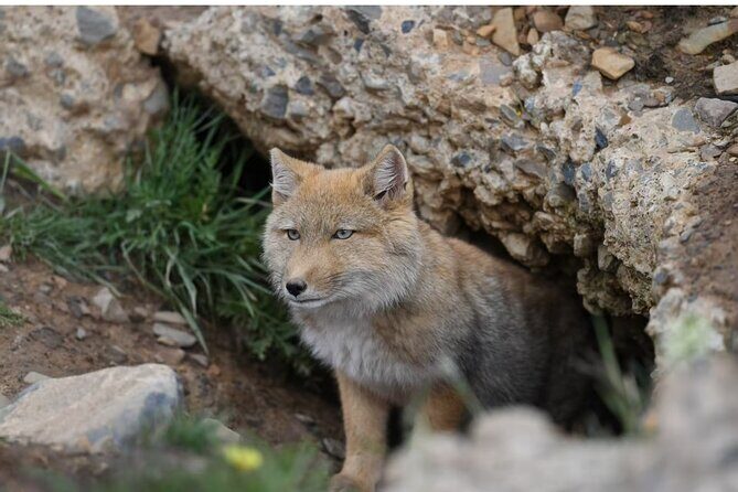 10 Day China Wildlife Expedition Tibetan Plateau and Snow Leopard - What We Loved About the Experience