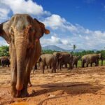 10 Day Sri Lanka Adventure Private Guided Tour - An In-Depth Look at the 10-Day Sri Lanka Tour