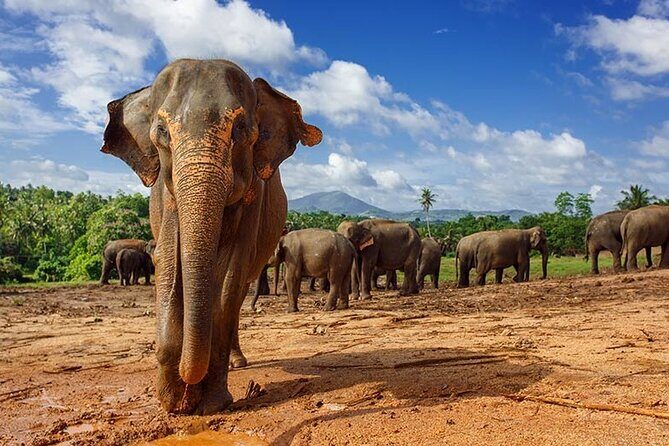 10 Day Sri Lanka Adventure Private Guided Tour - An In-Depth Look at the 10-Day Sri Lanka Tour