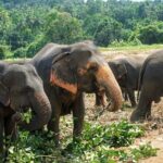 10 Days of Paradise in Sri Lanka Scenic Trains Beaches and More - The Experience’s Strengths and Considerations