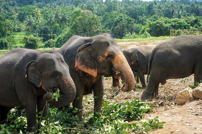 10 Days of Paradise in Sri Lanka Scenic Trains Beaches and More - The Experience’s Strengths and Considerations