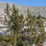 13 Days Ice and Camel Festival 2020 - Who Is This Tour Best Suited For?