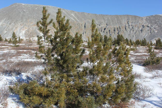 13 Days Ice and Camel Festival 2020 - Who Is This Tour Best Suited For?