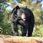 15 min. Tadoussac : Black Bear Observation with Expert Guide - The Itinerary: What to Expect
