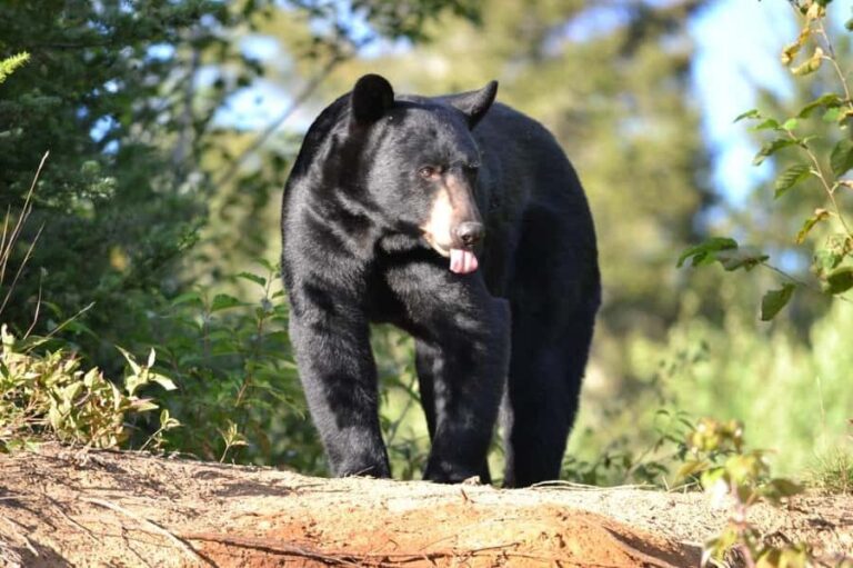 15 min. Tadoussac : Black Bear Observation with Expert Guide - The Itinerary: What to Expect