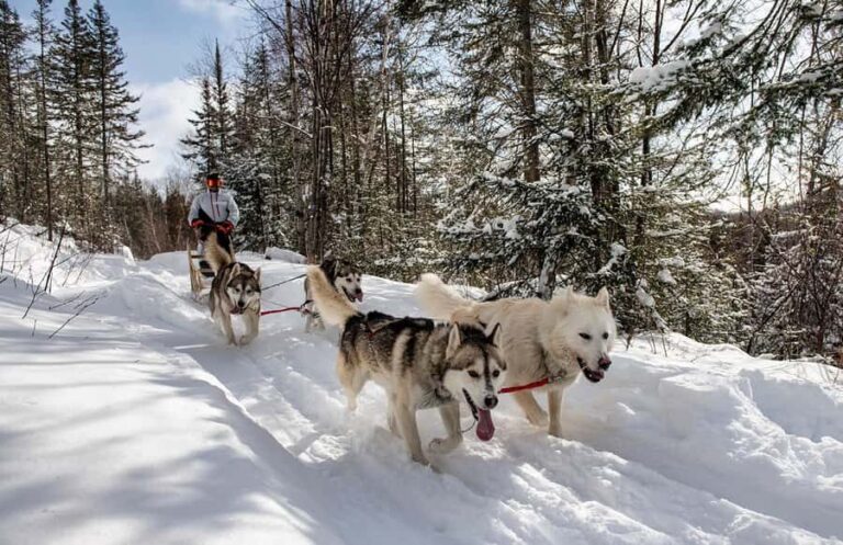 15 min. Tadoussac : Dog Sled Excursion in Saguenay Fjord - The Experience in Detail
