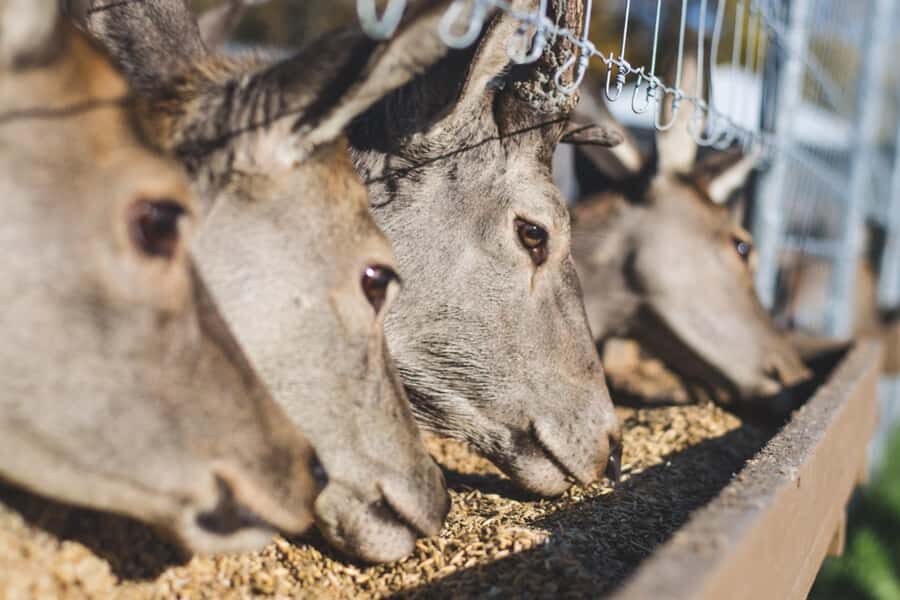 15 min. Tadoussac: Free visit to the animal shelter and farm - A Closer Look at the Experience
