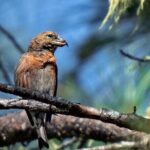 2-Day Bird Watching Tour in the Sierra de Bahoruco - The Cost and Value