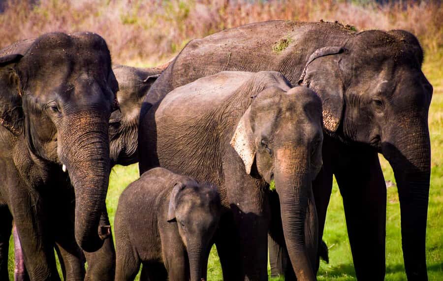 2-Day Galle to Sigiriya Tour with Minneriya Safari - What You Can Expect from the Itinerary