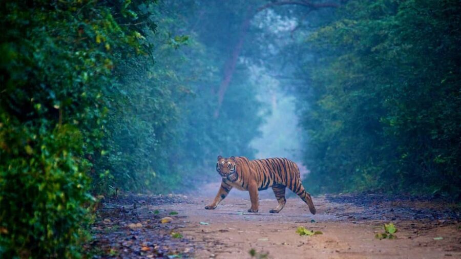 2-Day Jim Corbett Tour from Delhi: Safari & Nature Retreat - A Detailed Look at the 2-Day Jim Corbett Tour