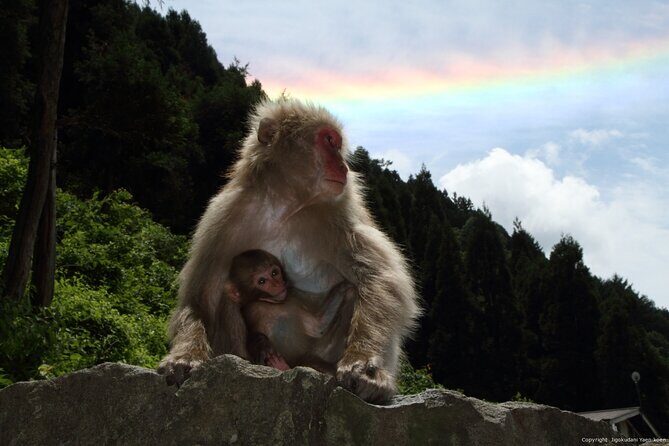2 Day Private Tour in Tokyo with Snow Monkeys by Bullet Train - A Detailed Look at the Tour