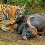 2-Day Ranthambore Tiger & Chambal River Safari from Jaipur - The Ranthambore Experience in Detail