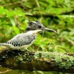 2-Days 1-Night Birdwatching Canoe in AkanMashu National Park - The Value of This Experience