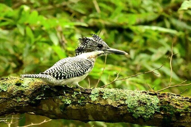 2-Days 1-Night Birdwatching Canoe in AkanMashu National Park - The Value of This Experience