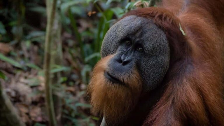 2 Days 1 Night Orangutan Trek Bukit Lawang - Exploring the Itinerary: What You Can Expect