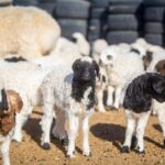 2 Days Przewalski's horses (takhi) and Genuine Nomadic Heritage - Exploring the Itinerary in Detail