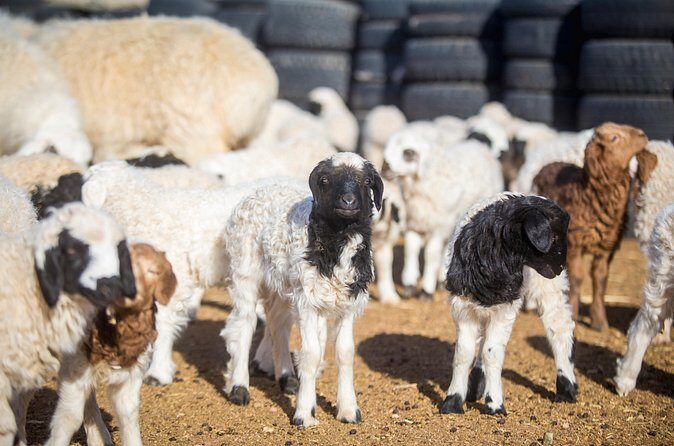 2 Days Przewalski's horses (takhi) and Genuine Nomadic Heritage - Exploring the Itinerary in Detail