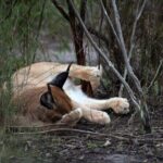 2 Days Sariska Wildlife and Heritage Escape from Delhi - What’s Included and What to Keep in Mind