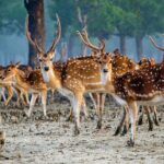 2 Days Sundarban Mangroves Tour from Kolkata - Final Thoughts