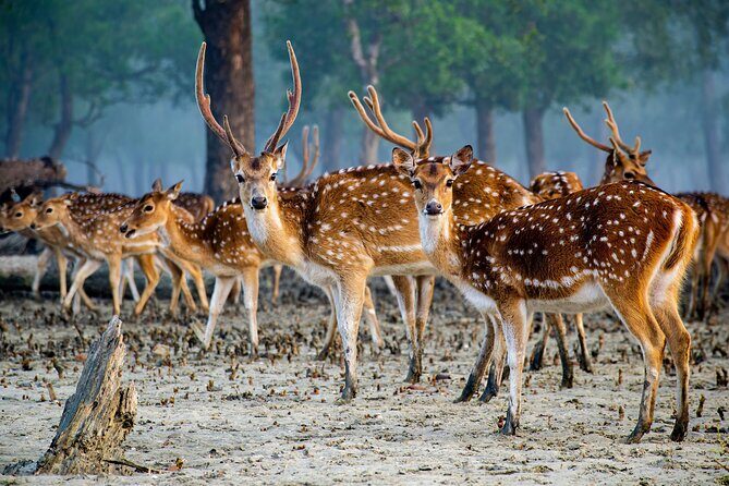 2 Days Sundarban Mangroves Tour from Kolkata - Final Thoughts