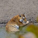 2-Days Wilderness Escape to Pench National Park from Nagpur - The Accommodation and Logistics