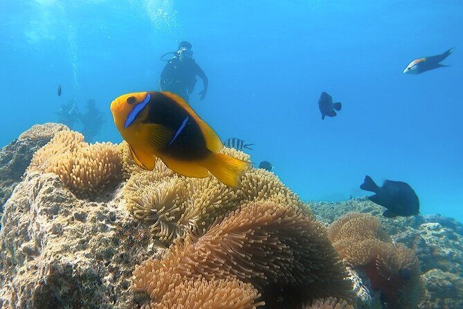 2 Dives in the morning for certified divers in Bora Bora - Who Will Enjoy This Tour Most?